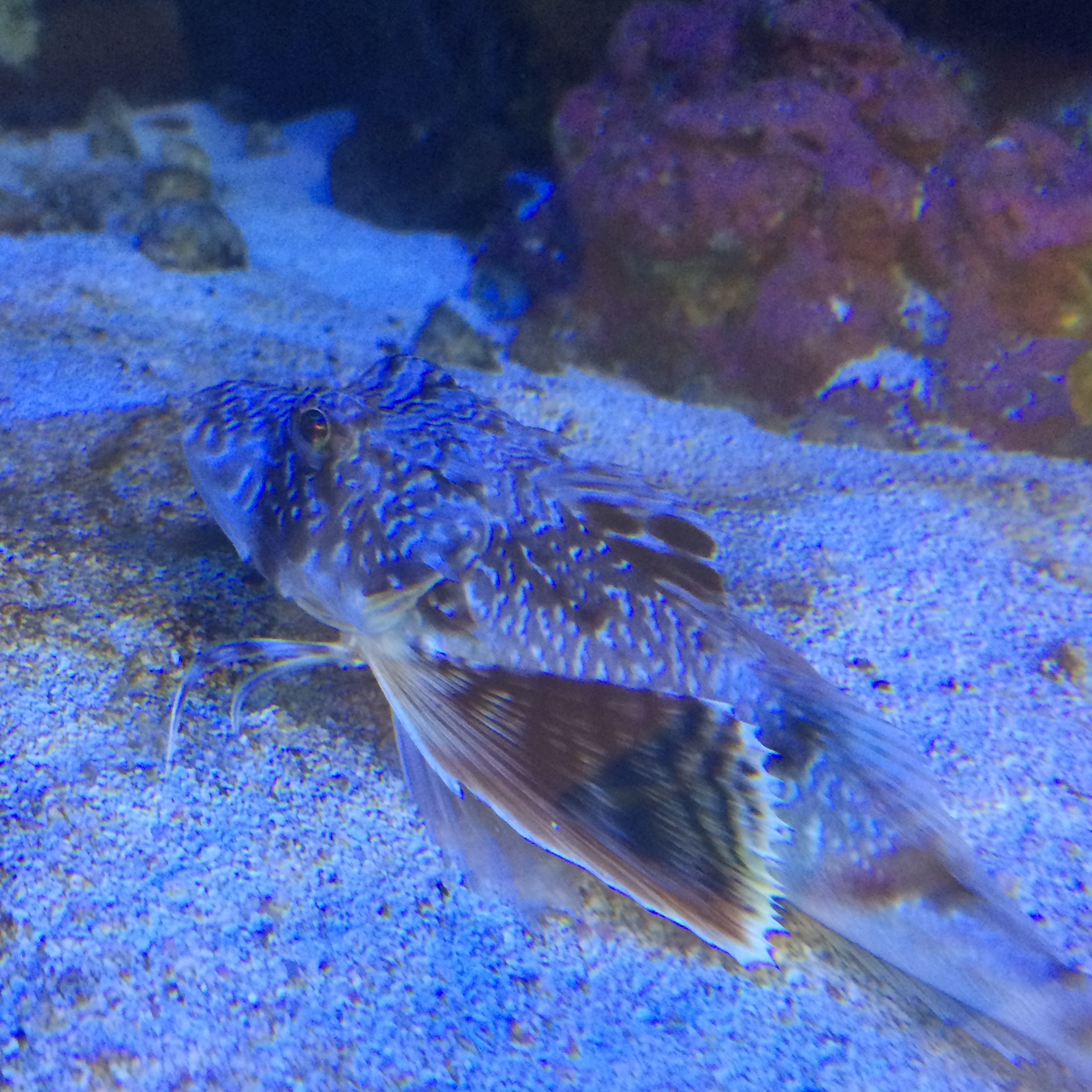 Searobins! Fish + Bird?